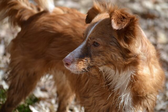 Mischlingshunde - sie sind beliebt - absolut zurecht
